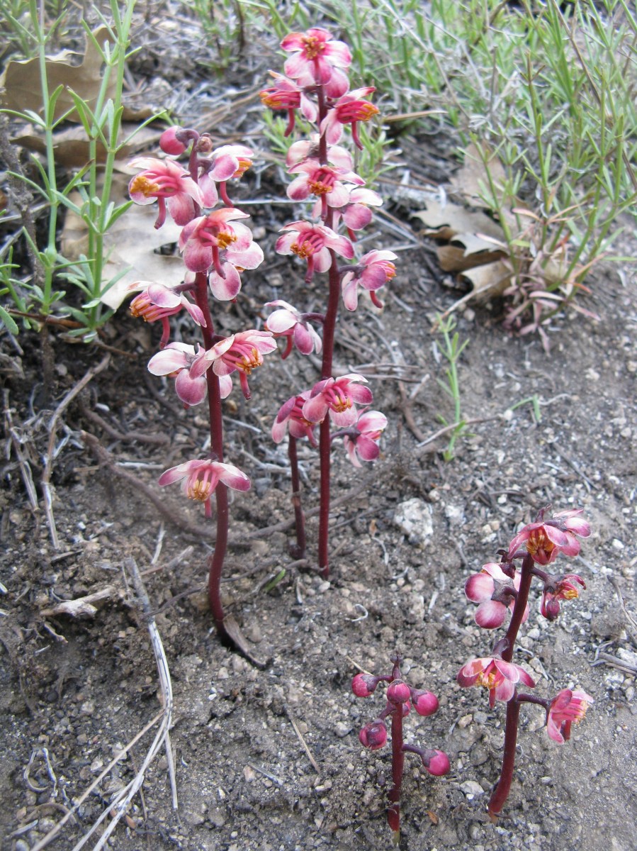 Transverse and Peninsular Ranges – Jolles Lab