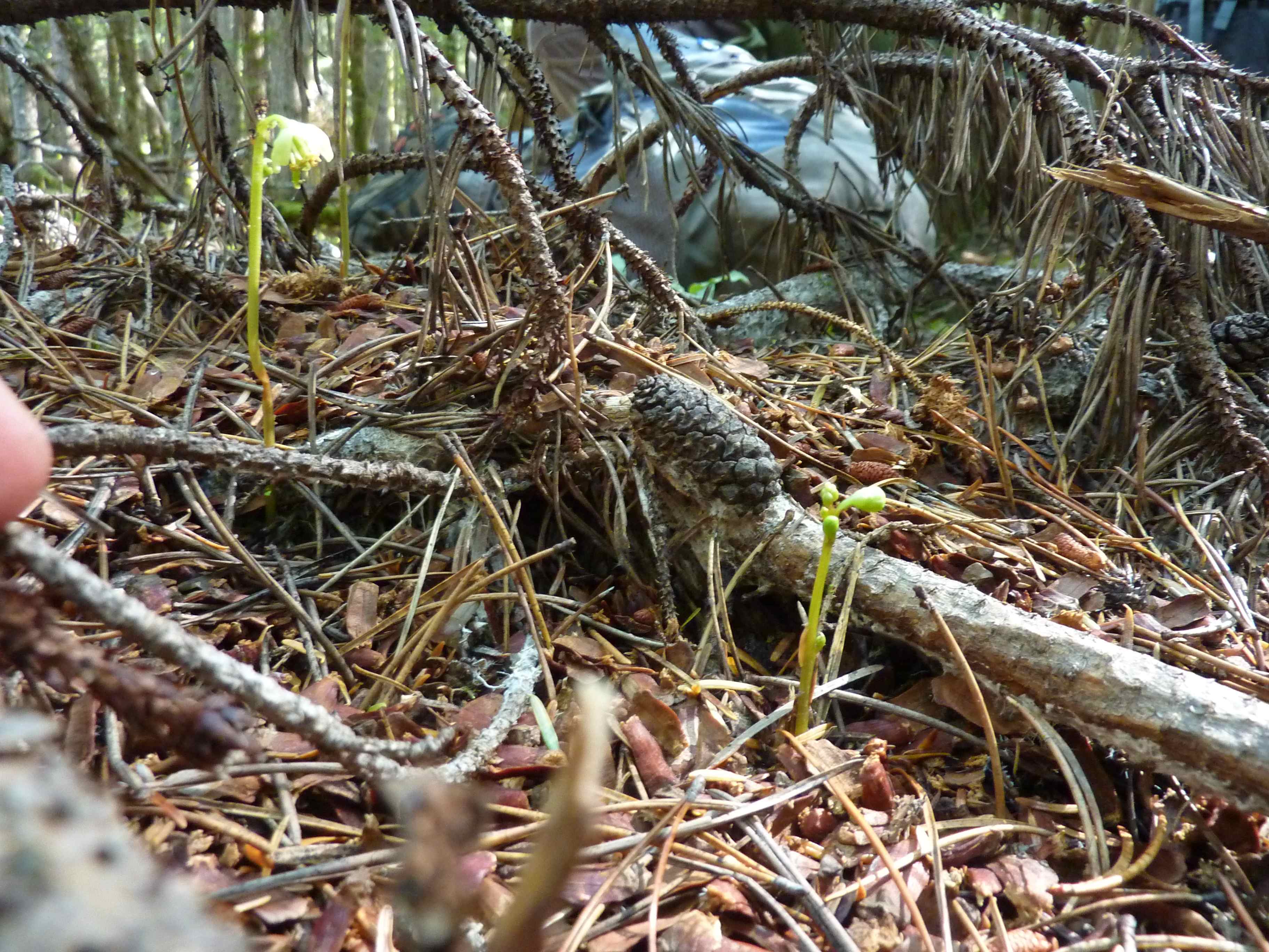 “Leafless” Pyrola: are they distinct species? – Jolles Lab