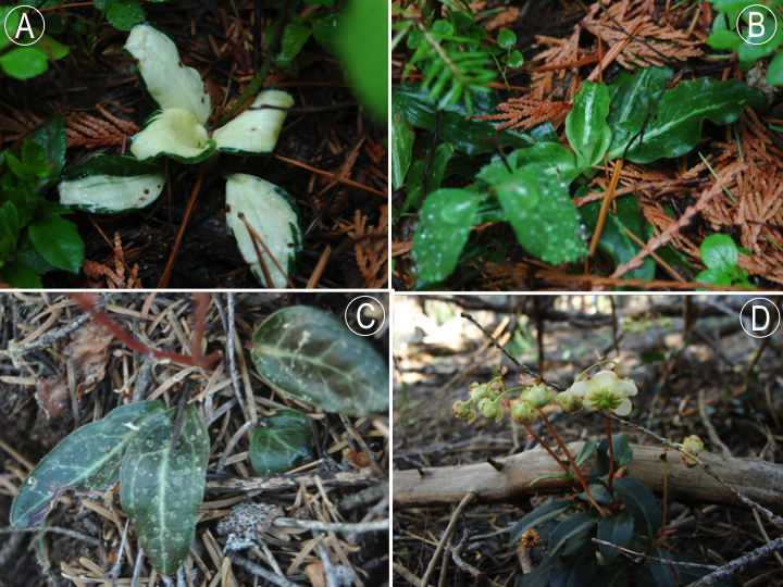 Look-alikes: examples – Jolles Lab